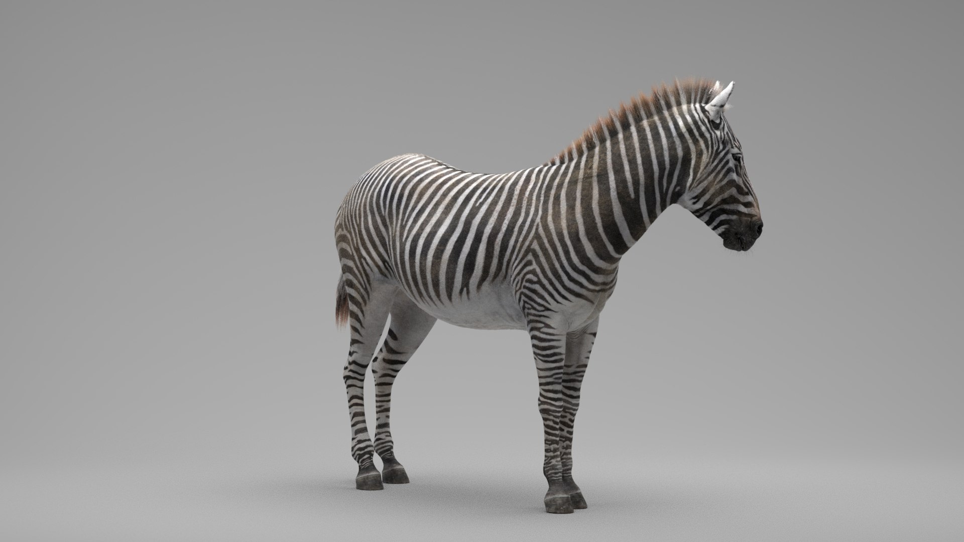 Zebra RIGGED 3D model - TurboSquid 1716556
