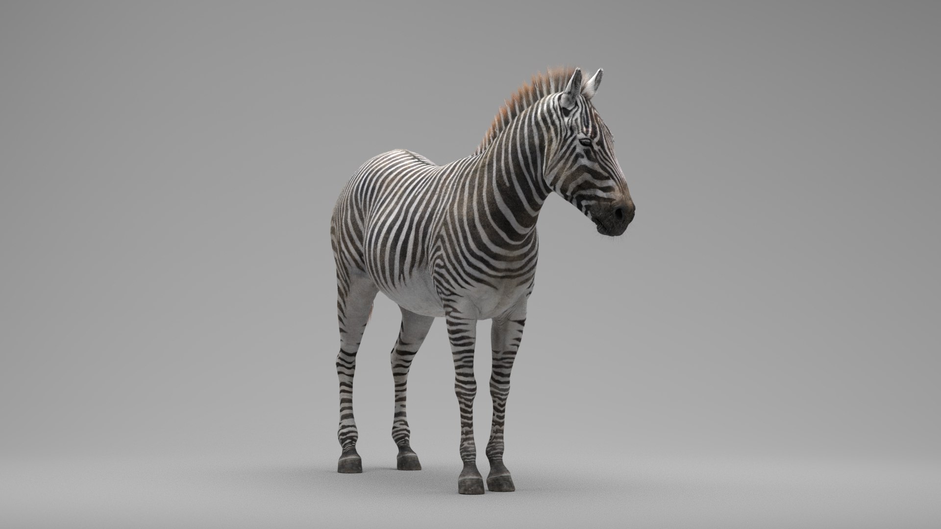 Zebra RIGGED 3D model - TurboSquid 1716556