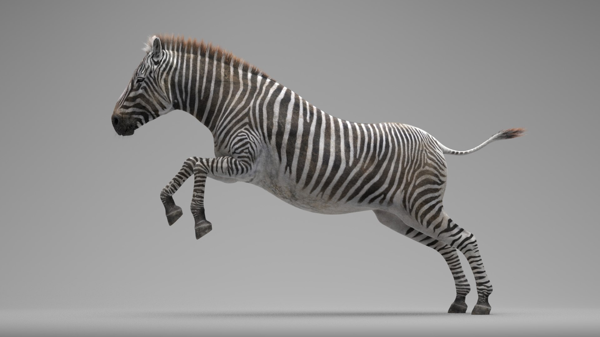 Zebra RIGGED 3D Model - TurboSquid 1716556