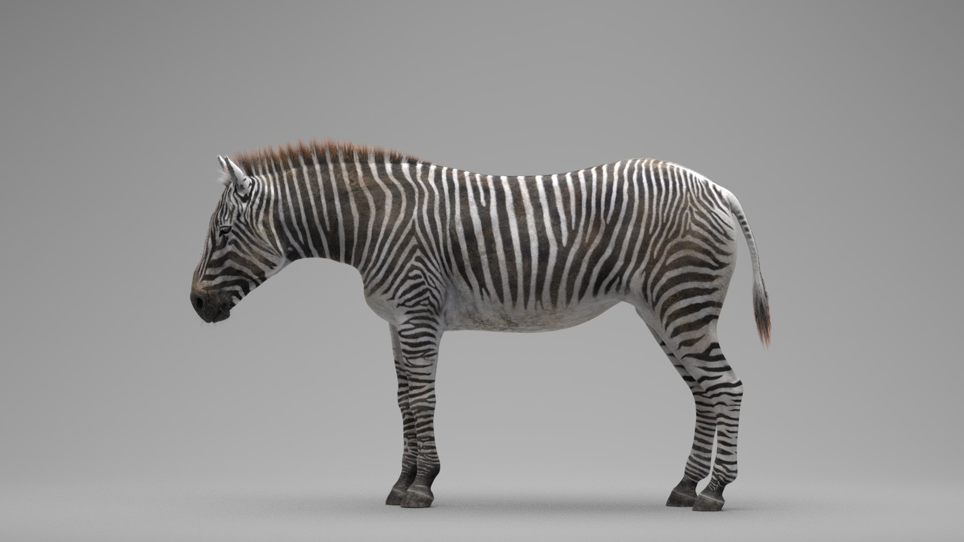 Zebra RIGGED 3D model - TurboSquid 1716556