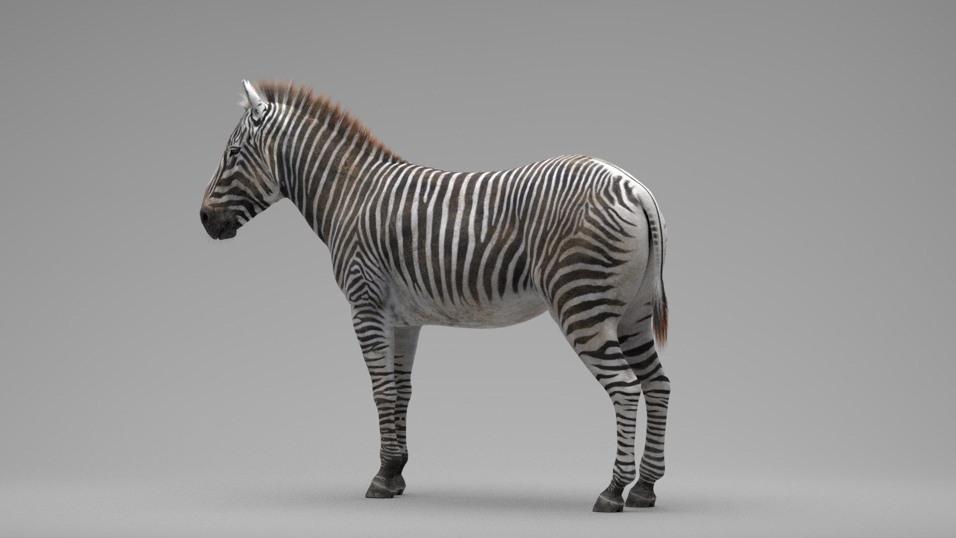 Zebra RIGGED 3D model - TurboSquid 1716556