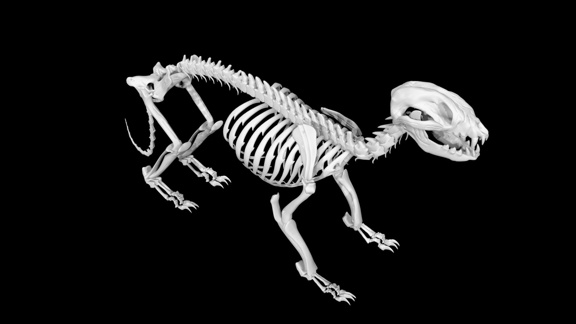 3D Model Raccoon Skeleton - TurboSquid 1889566