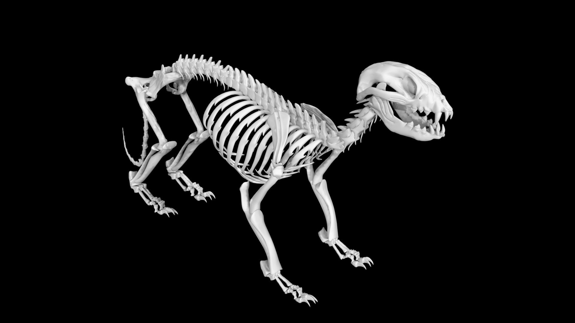 3D Model Raccoon Skeleton - TurboSquid 1889566