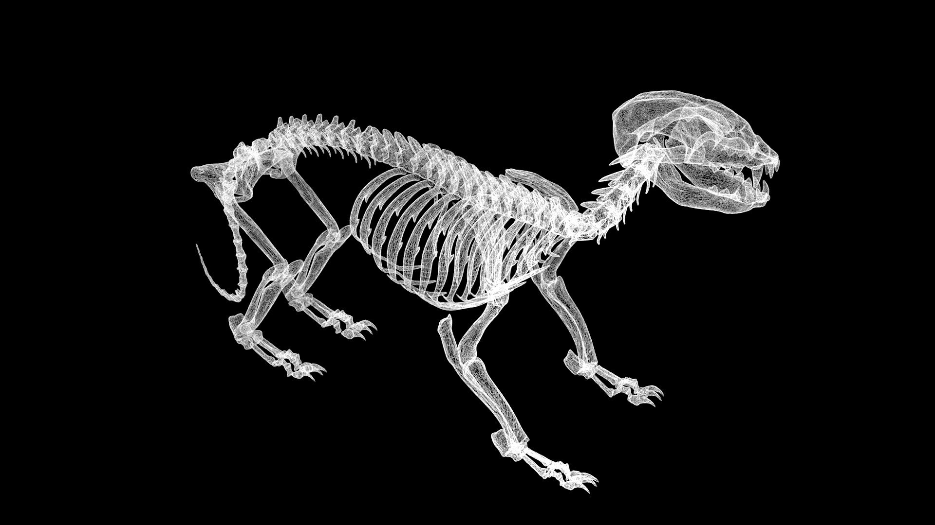 3D Model Raccoon Skeleton - TurboSquid 1889566