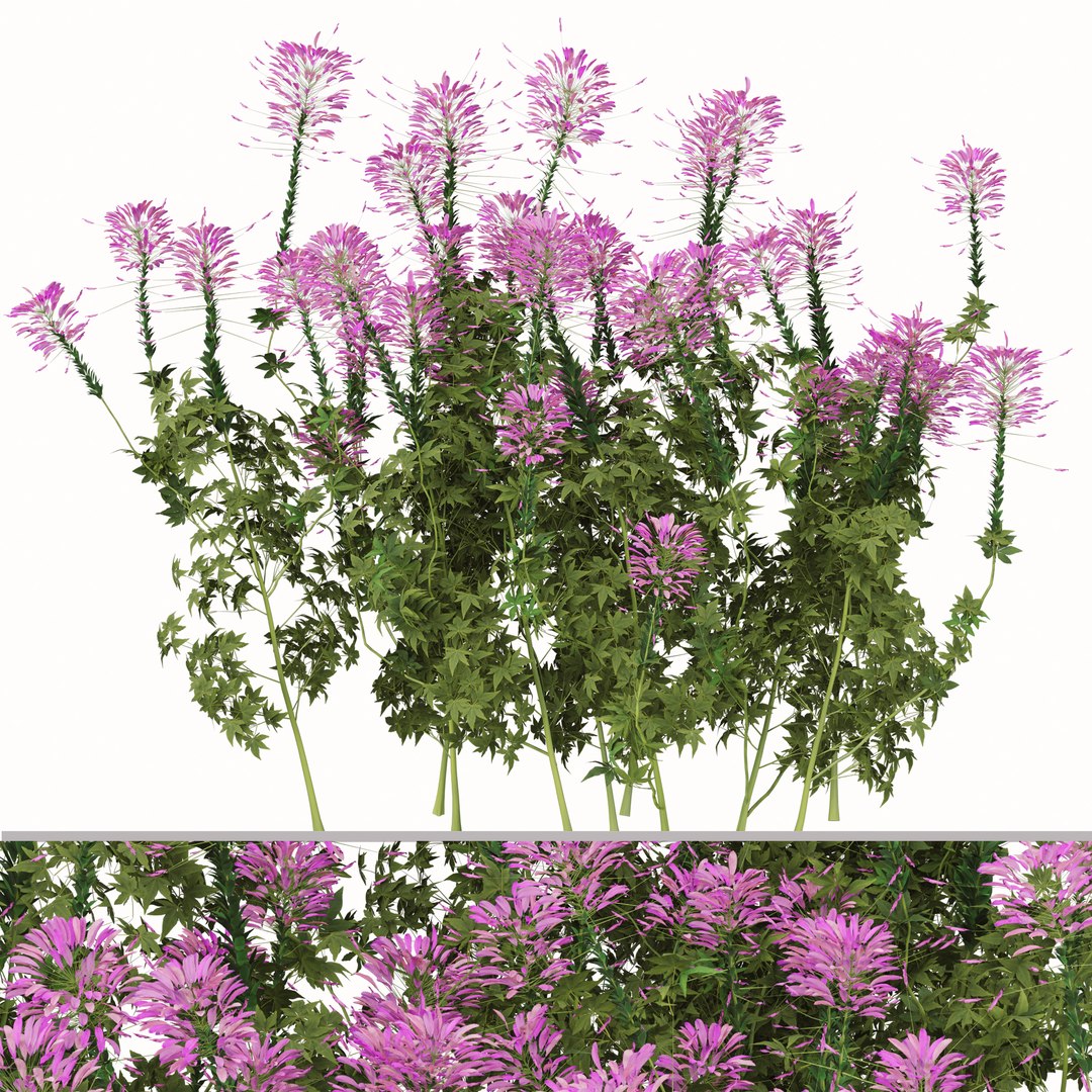 3D Model Set Of Pink Spiny Spider Flower Or Cleome Spinosa Plants - 2 ...