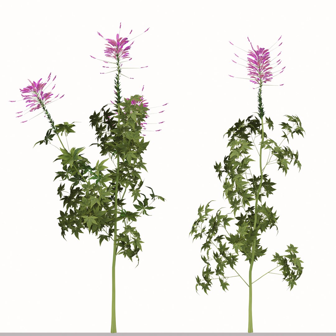 3D Model Set Of Pink Spiny Spider Flower Or Cleome Spinosa Plants - 2 ...