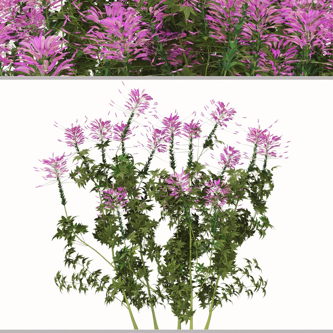 3D Model Set Of Pink Spiny Spider Flower Or Cleome Spinosa Plants - 2 ...