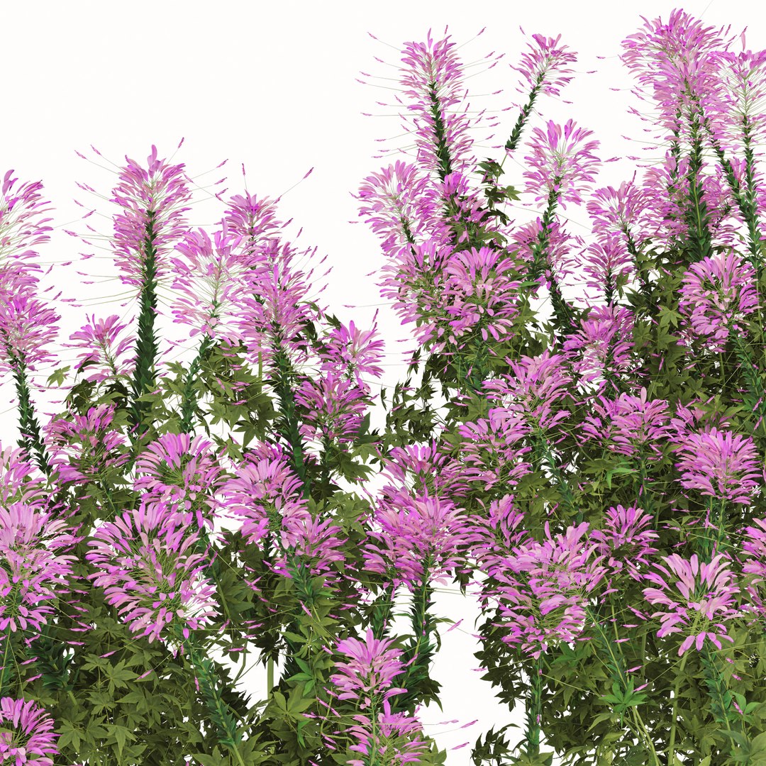 3D Model Set Of Pink Spiny Spider Flower Or Cleome Spinosa Plants - 2 ...