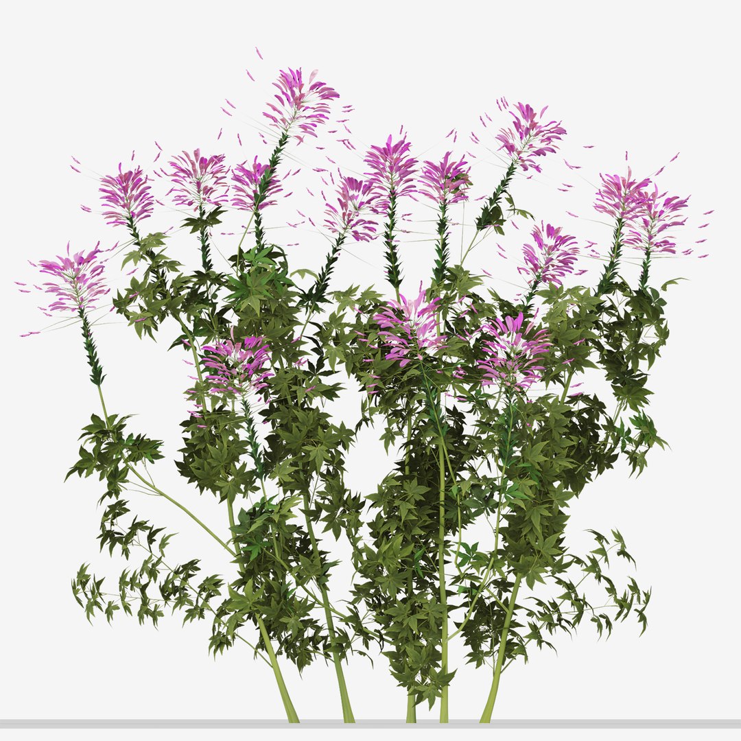 3D Model Set Of Pink Spiny Spider Flower Or Cleome Spinosa Plants - 2 ...