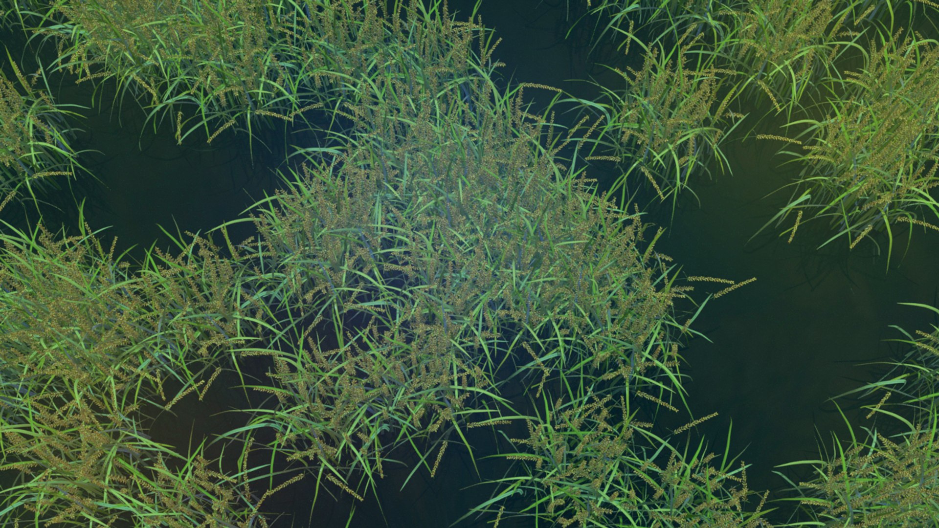 Rice Plant Model - TurboSquid 1421589