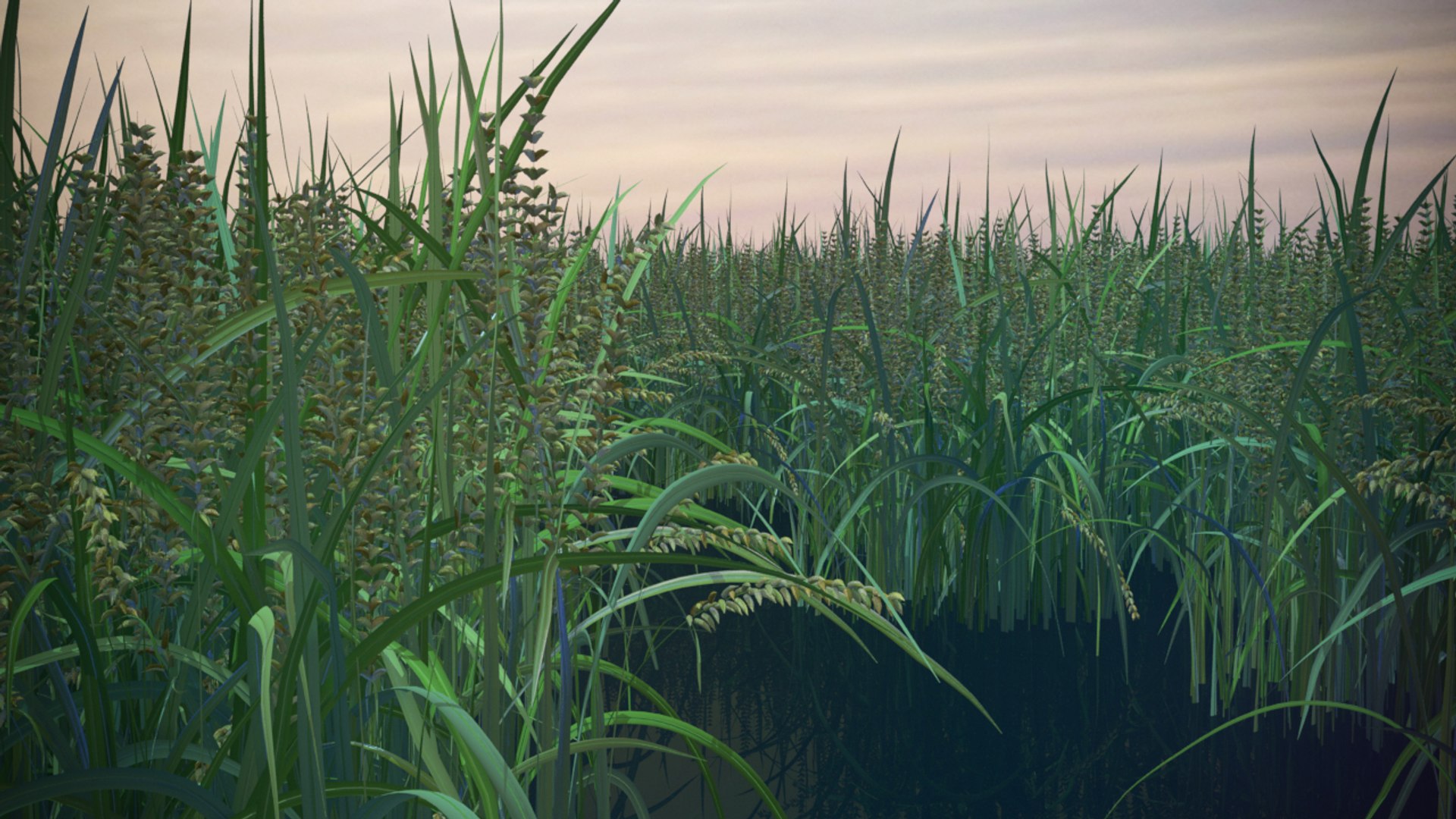 Rice Plant Model - TurboSquid 1421589