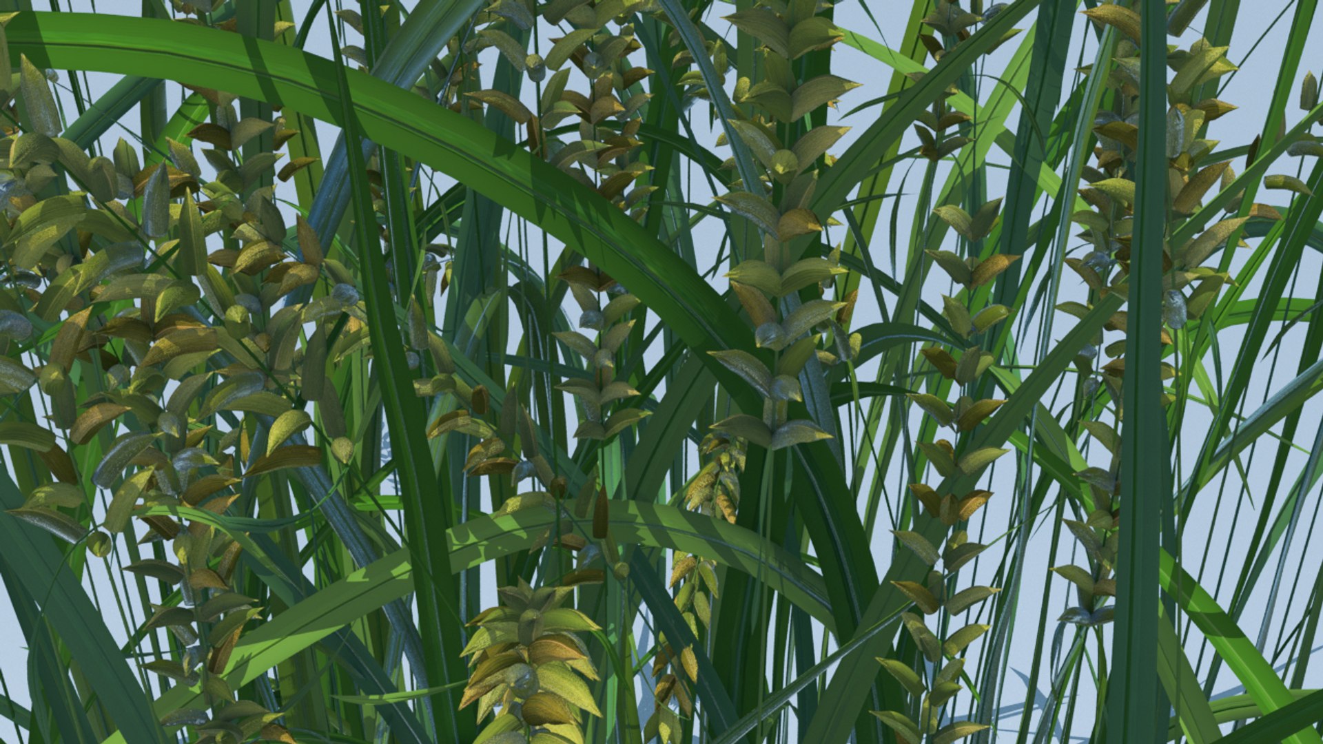 Rice Plant Model - TurboSquid 1421589