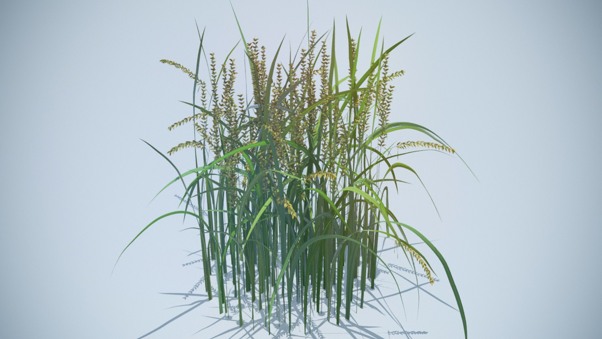 Rice Plant Model - TurboSquid 1421589