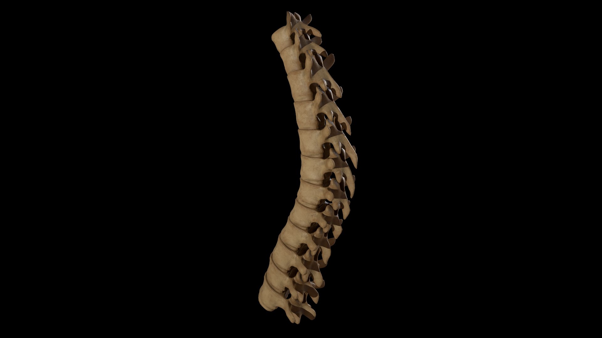 Human Thoracic Vertebrae Spine 3D - TurboSquid 1381142