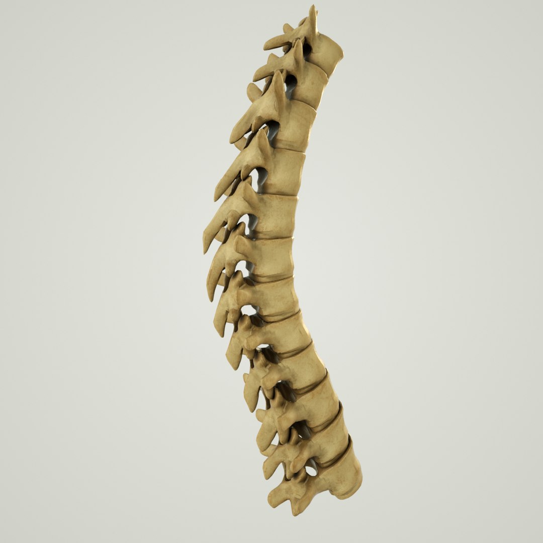 Human Thoracic Vertebrae Spine 3D - TurboSquid 1381142