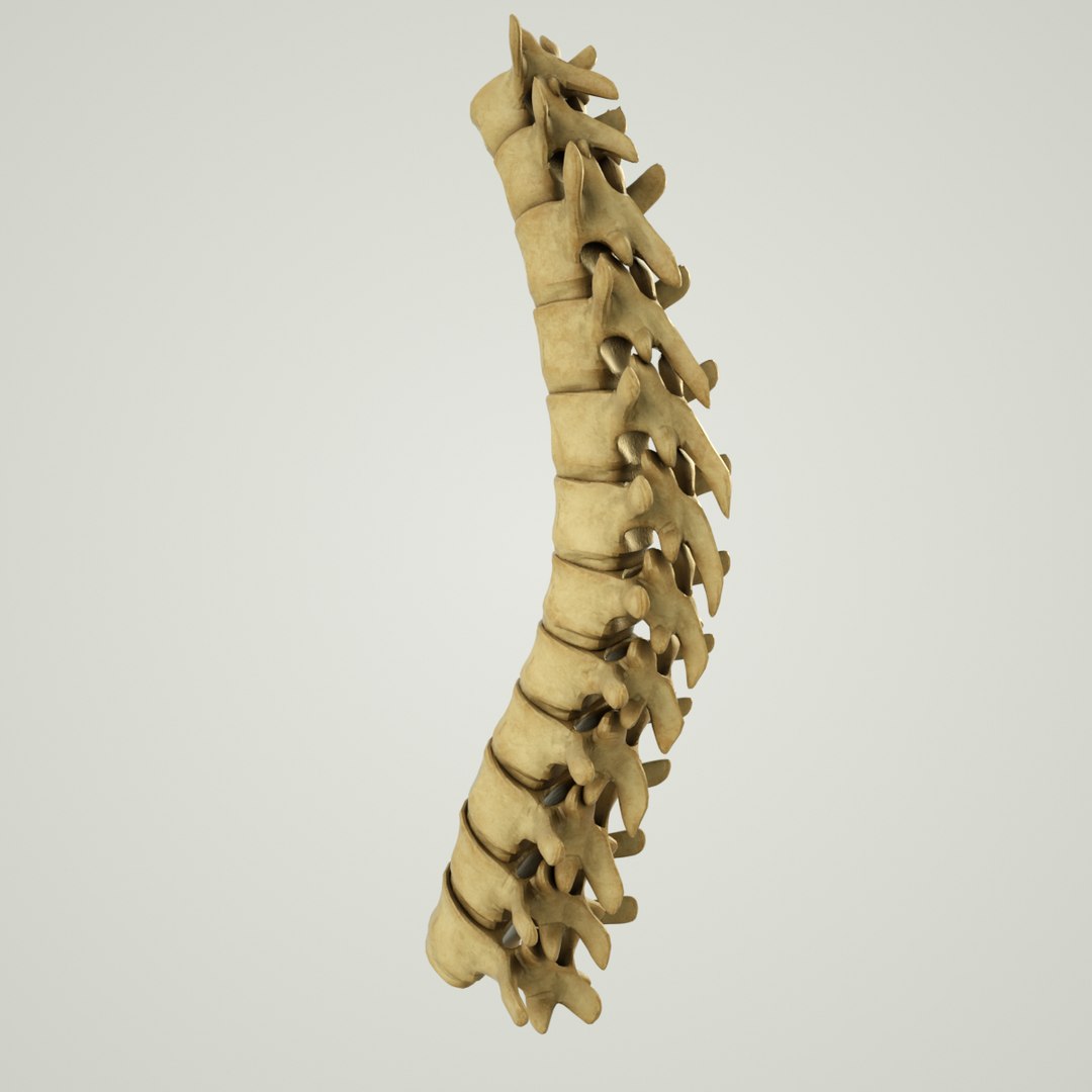 Human Thoracic Vertebrae Spine 3D - TurboSquid 1381142