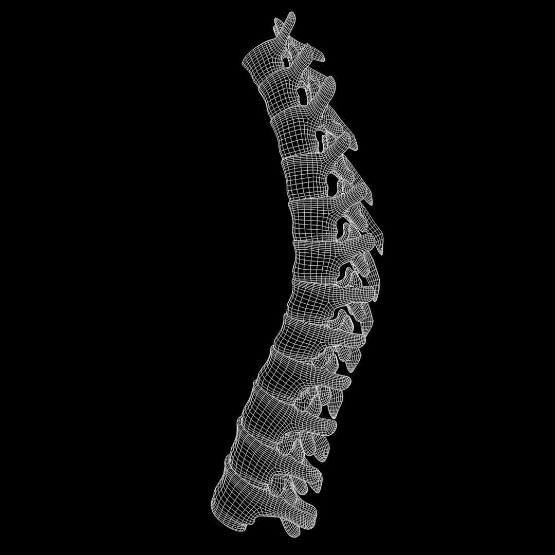 Human Thoracic Vertebrae Spine 3D - TurboSquid 1381142