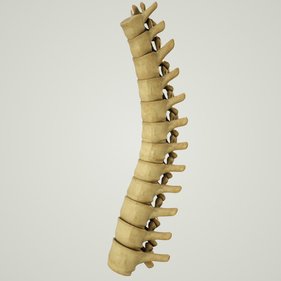 Human Thoracic Vertebrae Spine 3D - TurboSquid 1381142