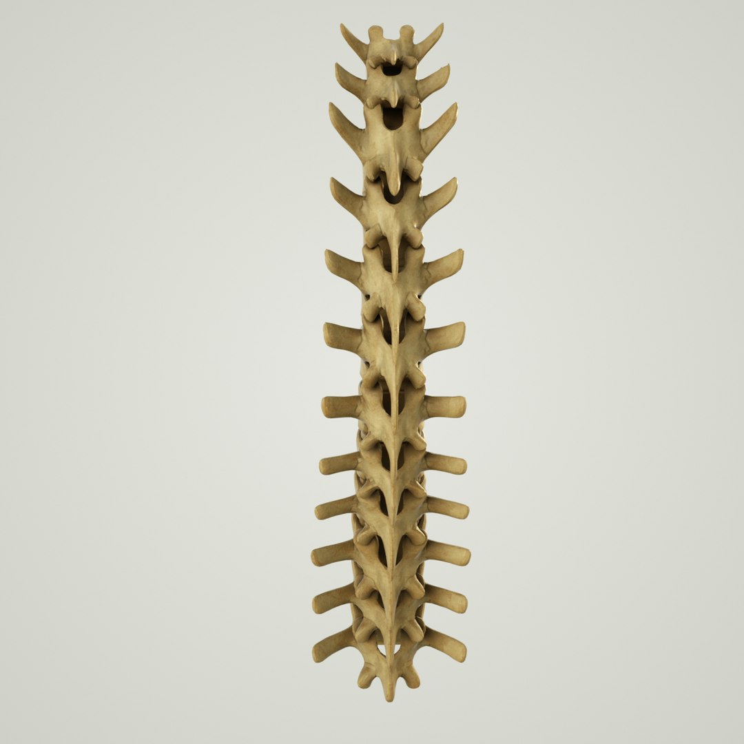 Human Thoracic Vertebrae Spine 3D - TurboSquid 1381142