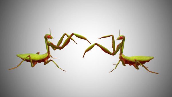 modelo 3d Mantis Religiosa Realista RIgged High detallada Low Poly ...