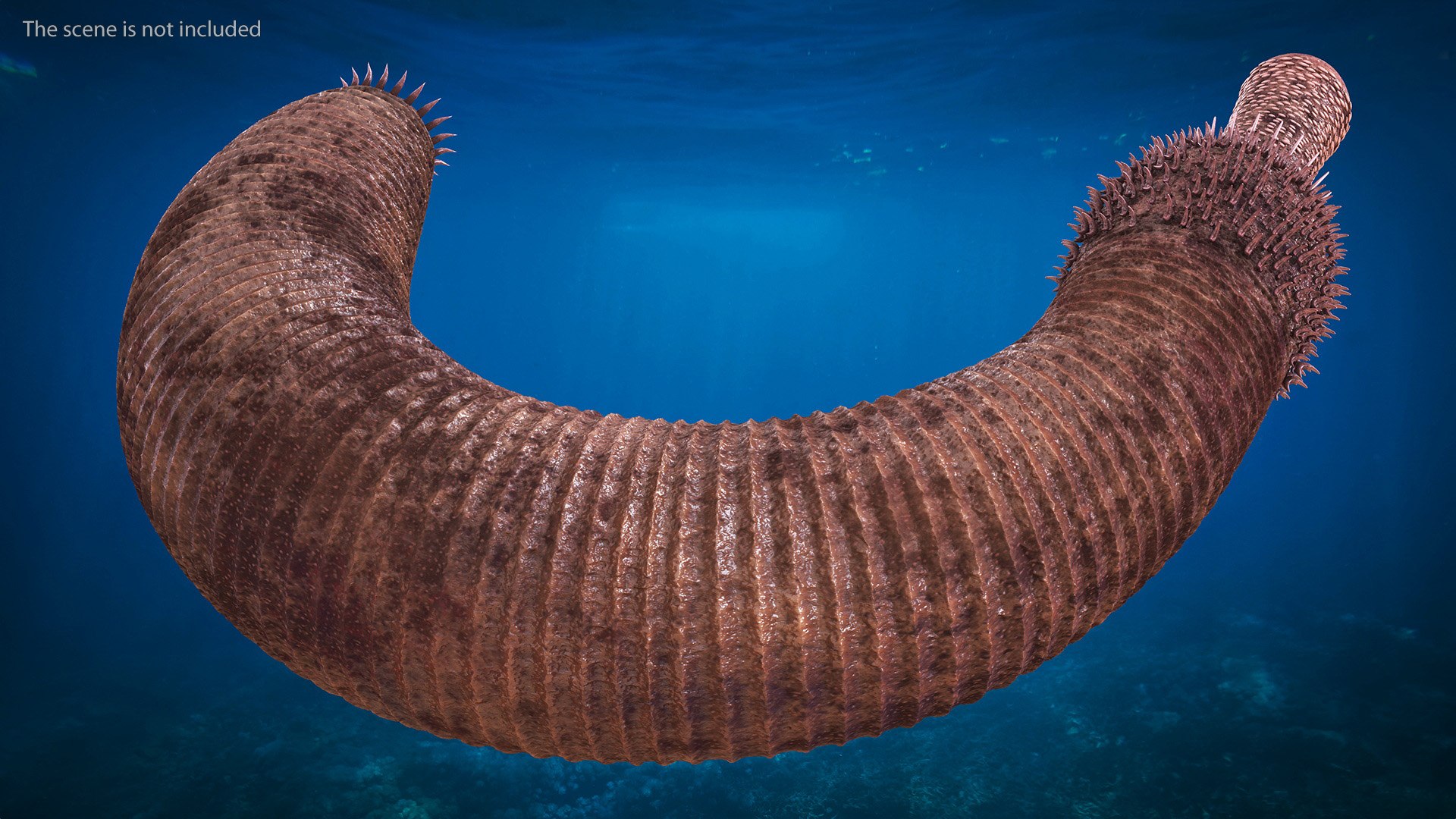 Ottoia Cambrian Sea Worm Fossil 3D Model - TurboSquid 2178964