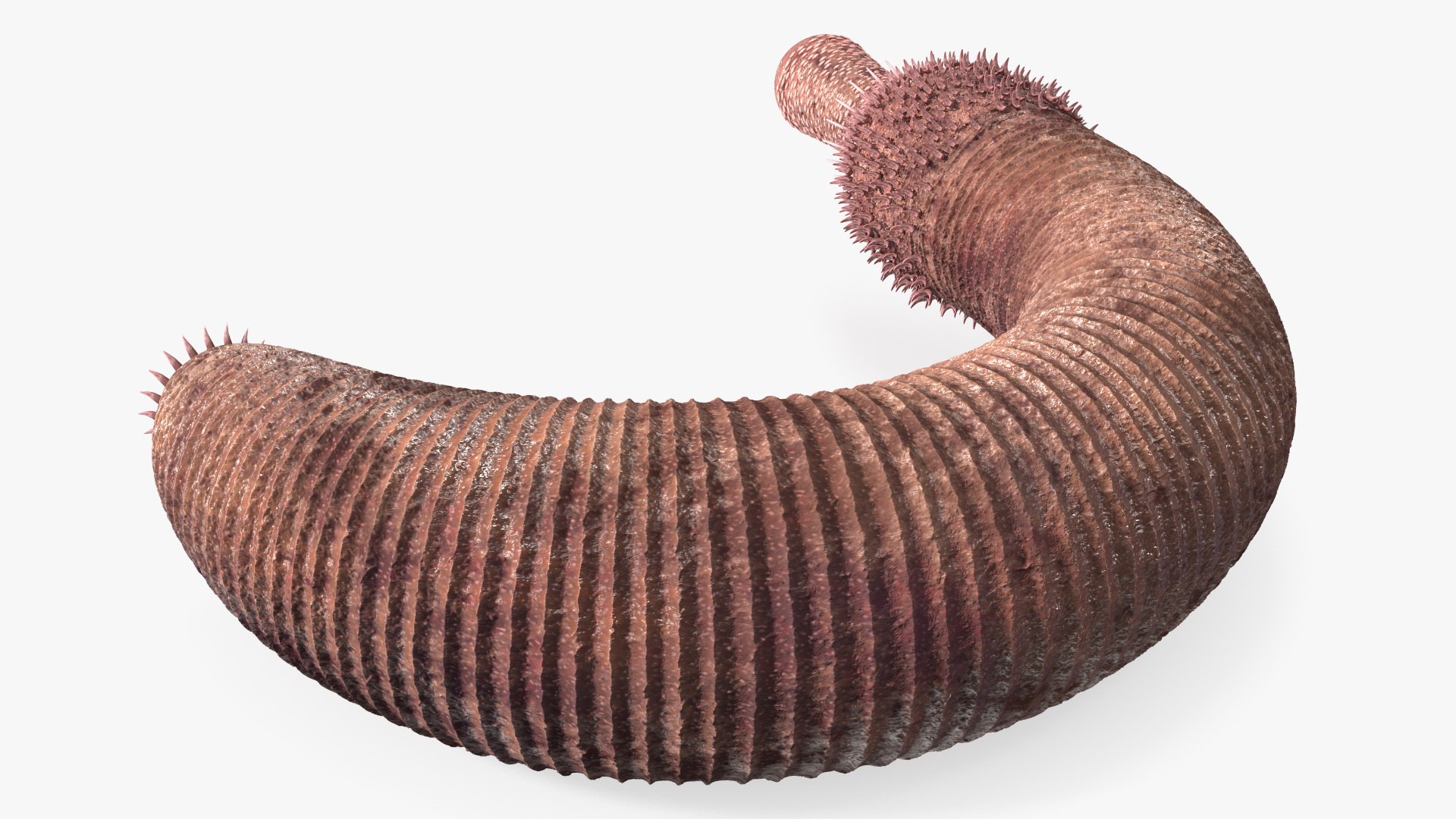 Ottoia Cambrian Sea Worm Fossil 3D Model - TurboSquid 2178964