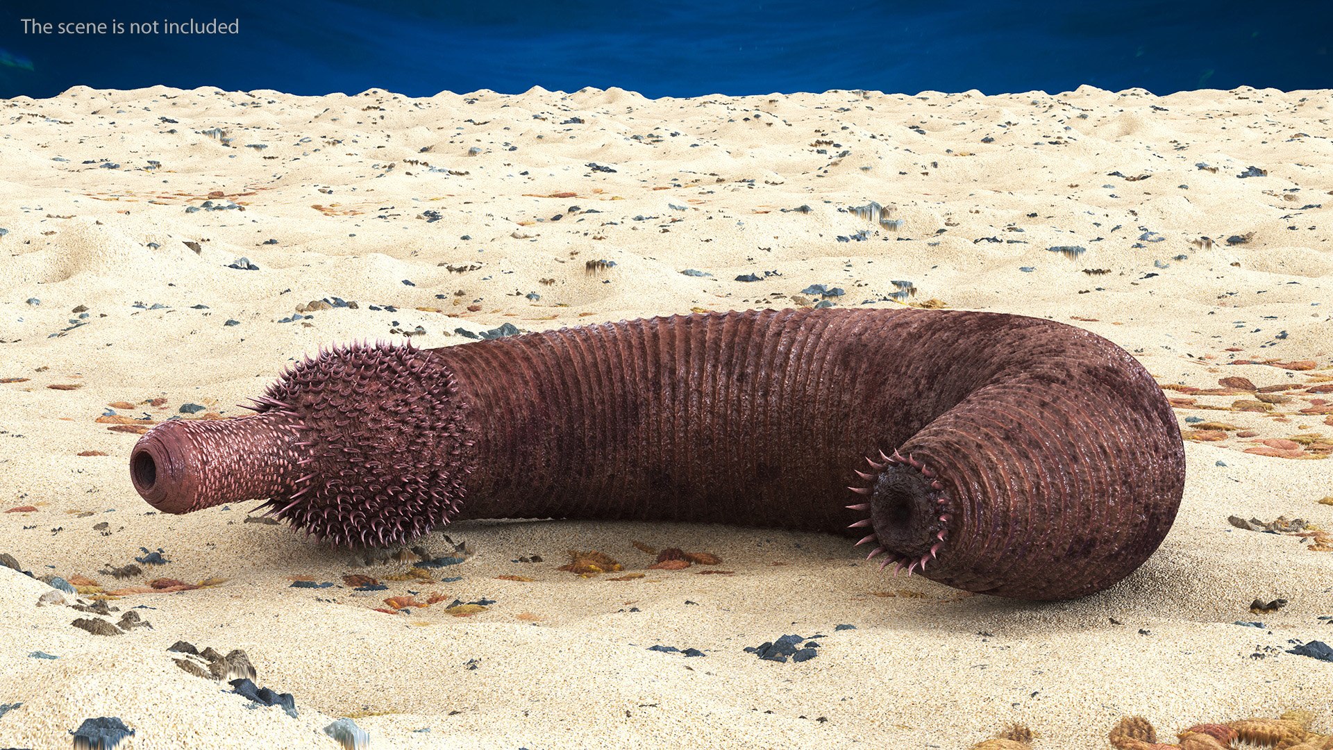 Ottoia Cambrian Sea Worm Fossil 3D Model - TurboSquid 2178964