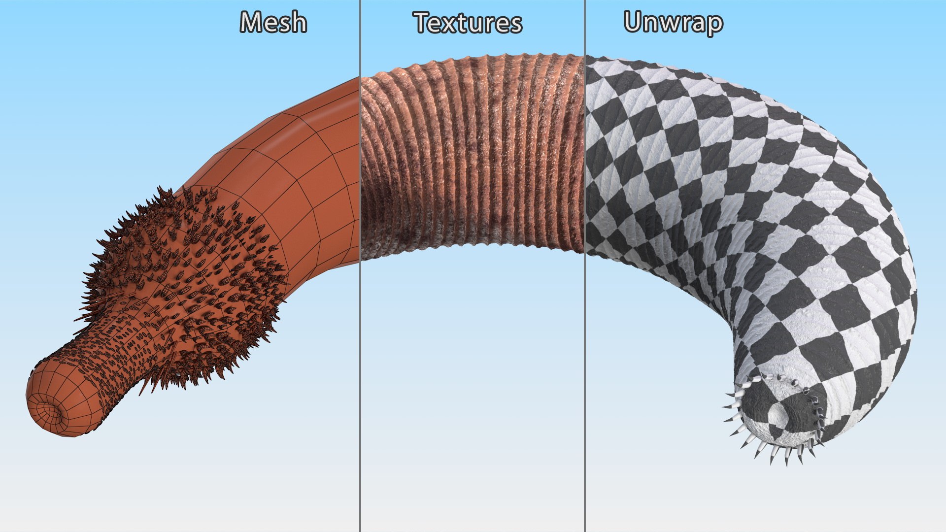 Ottoia Cambrian Sea Worm Fossil 3D Model - TurboSquid 2178964