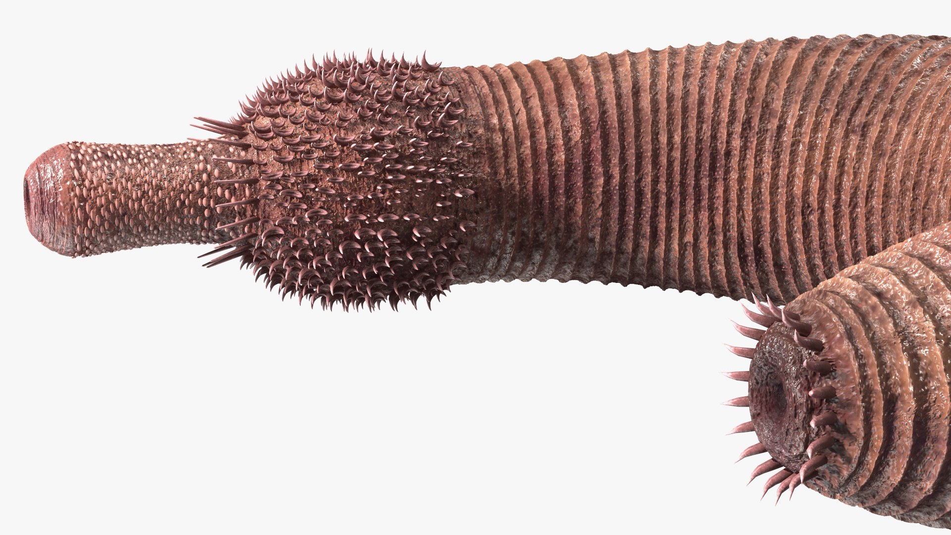Ottoia Cambrian Sea Worm Fossil 3D model - TurboSquid 2178964
