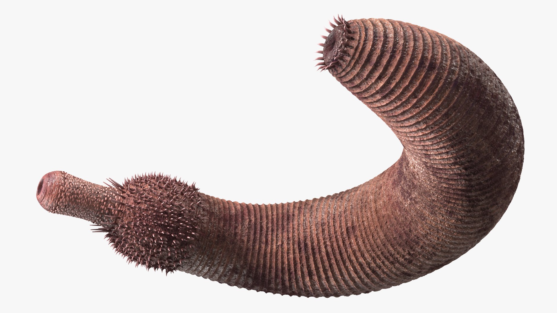 Ottoia Cambrian Sea Worm Fossil 3D Model - TurboSquid 2178964