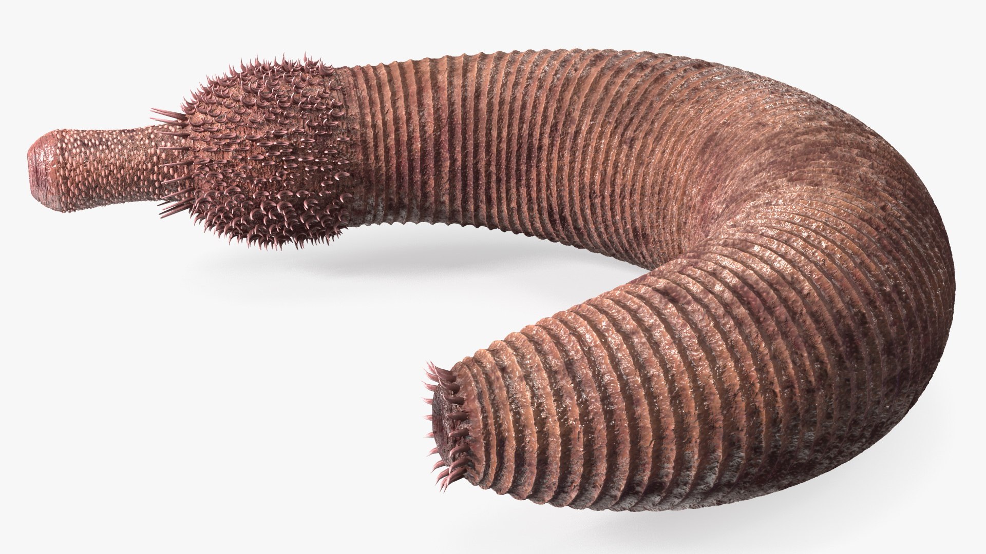 Ottoia Cambrian Sea Worm Fossil 3D model - TurboSquid 2178964
