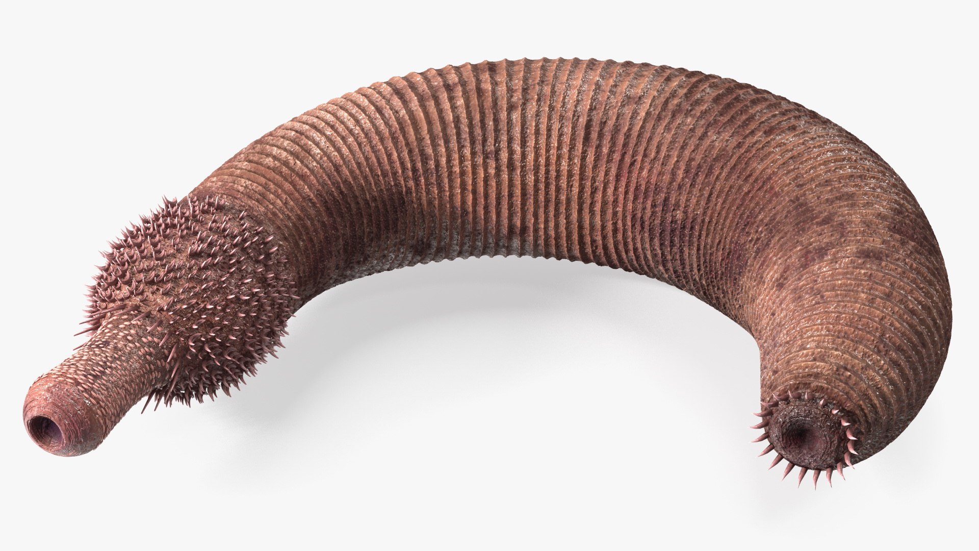 Ottoia Cambrian Sea Worm Fossil 3D model - TurboSquid 2178964