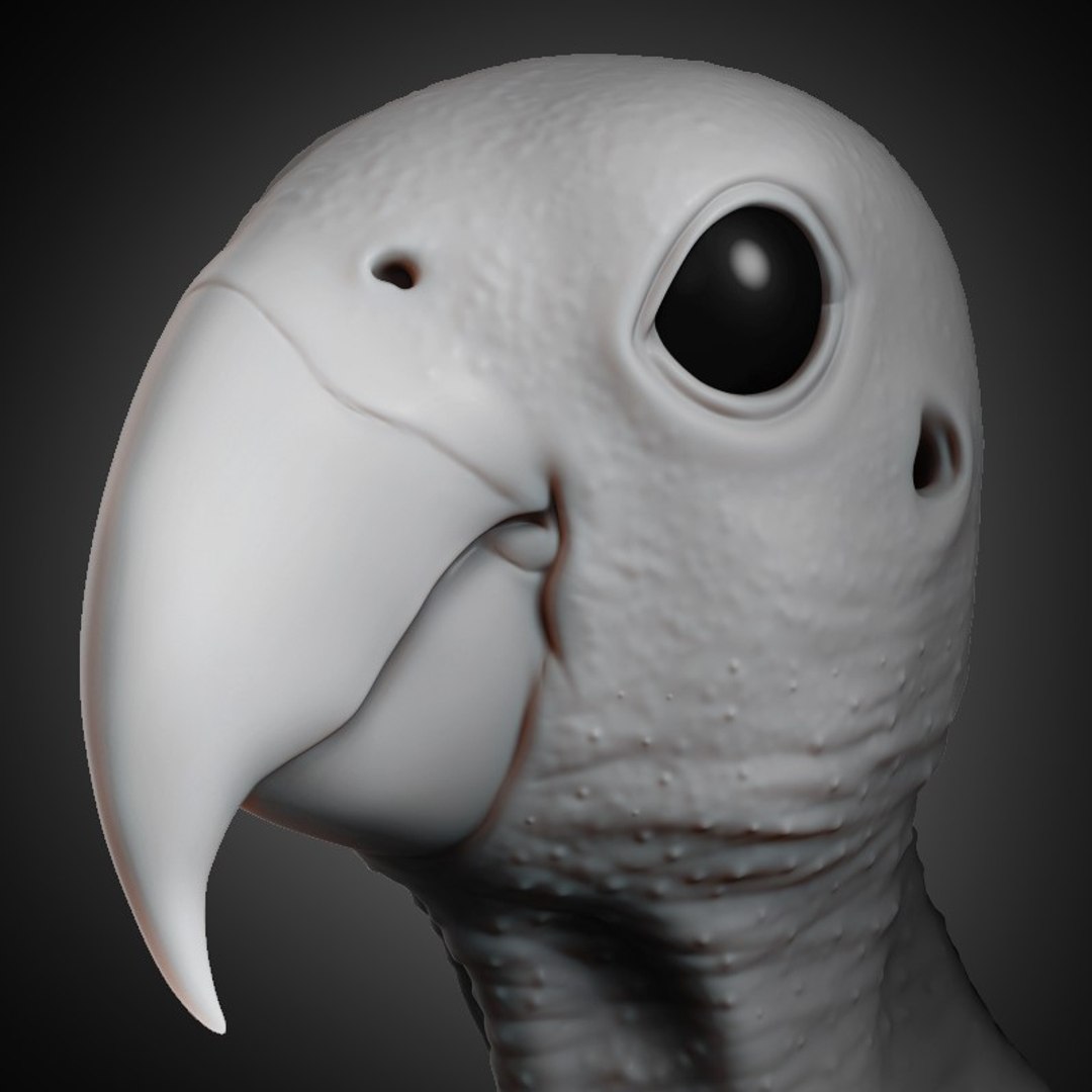 Parrot Head Animal 2019 3D Model - TurboSquid 1428866