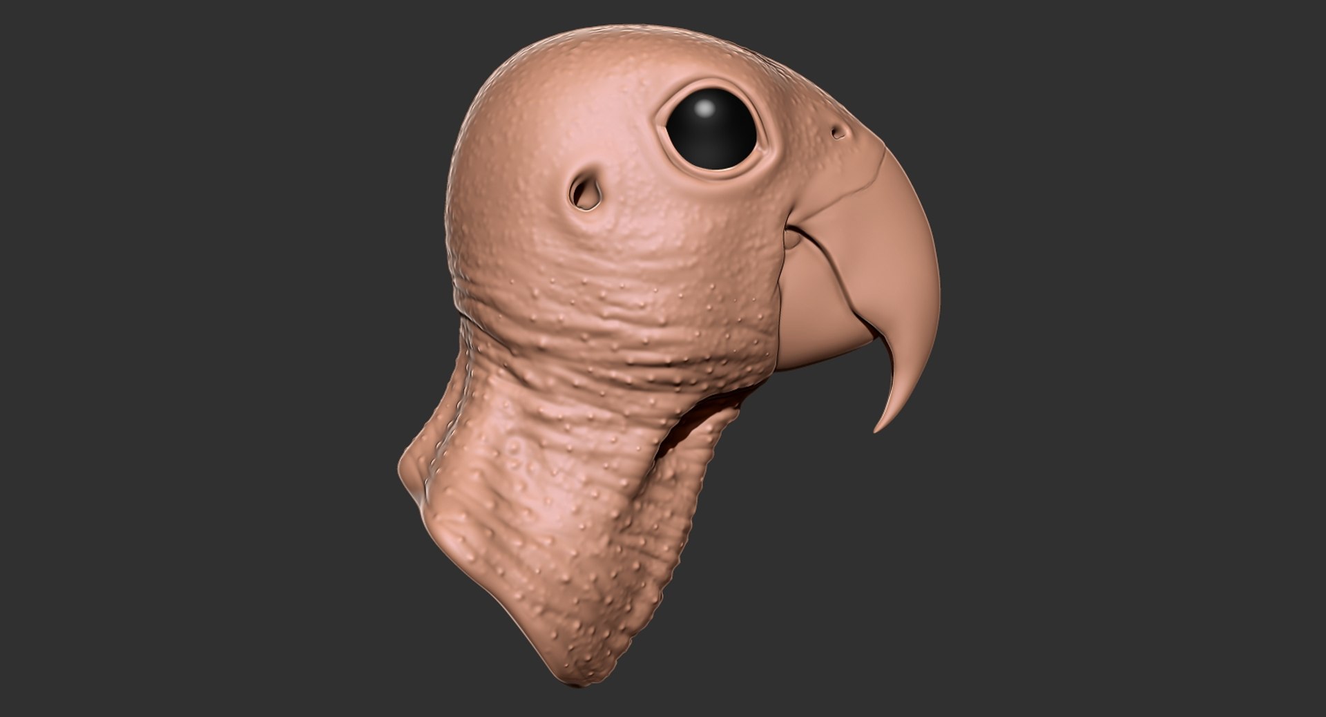 Parrot Head Animal 2019 3D Model - TurboSquid 1428866