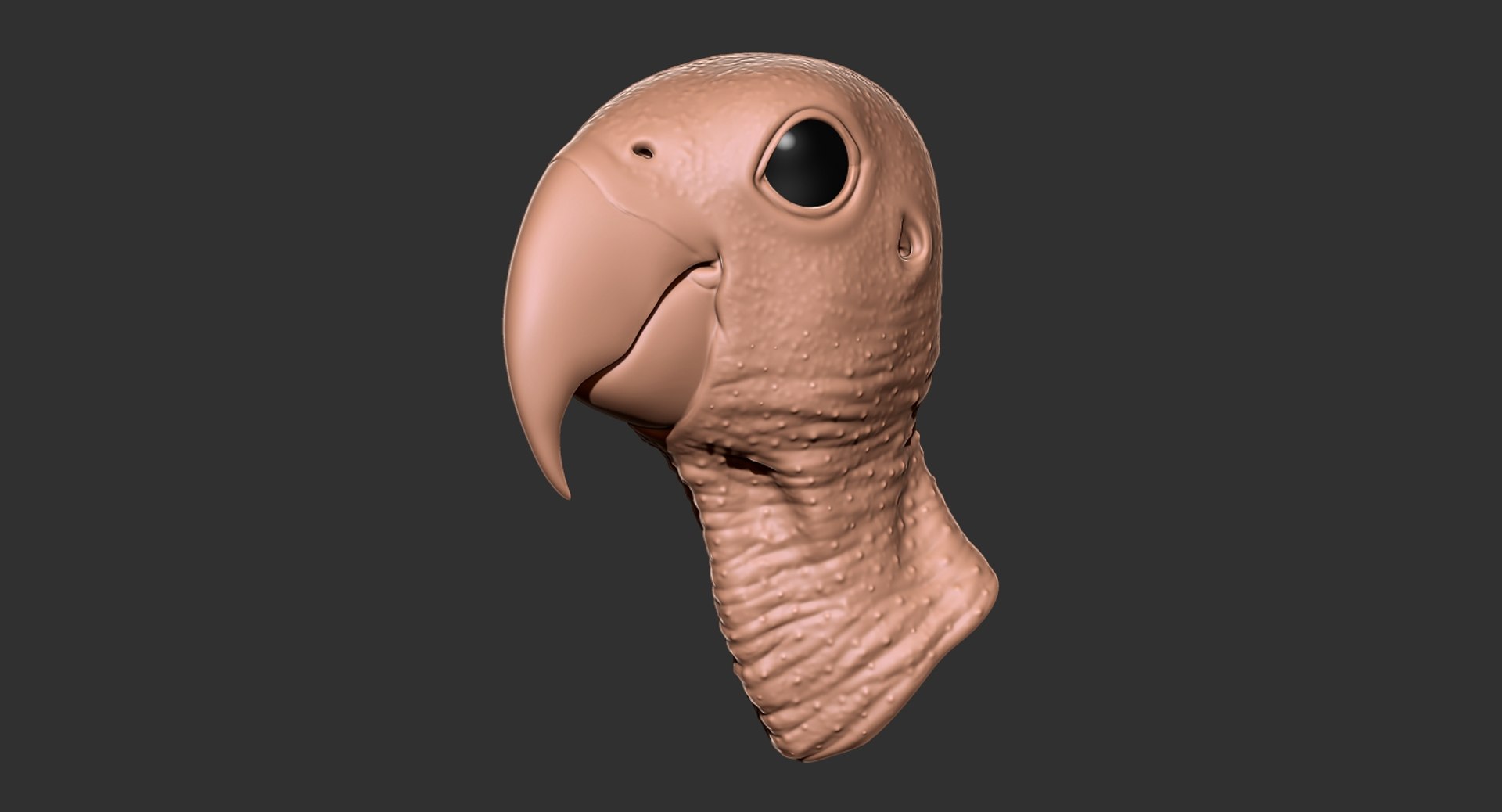 Parrot Head Animal 2019 3D Model - TurboSquid 1428866