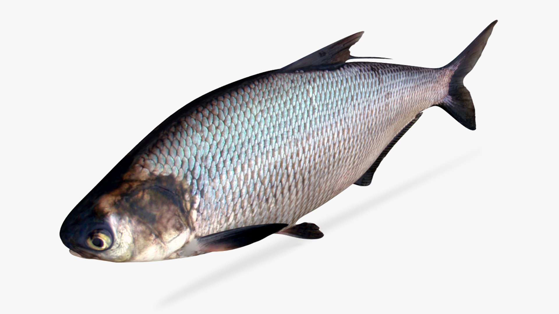 Shad Collection 3D - TurboSquid 1815359