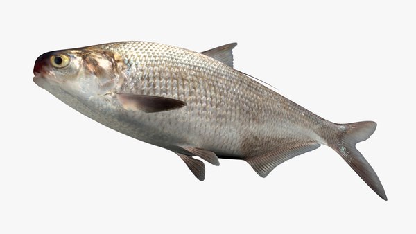 Shad Collection 3D - TurboSquid 1815359