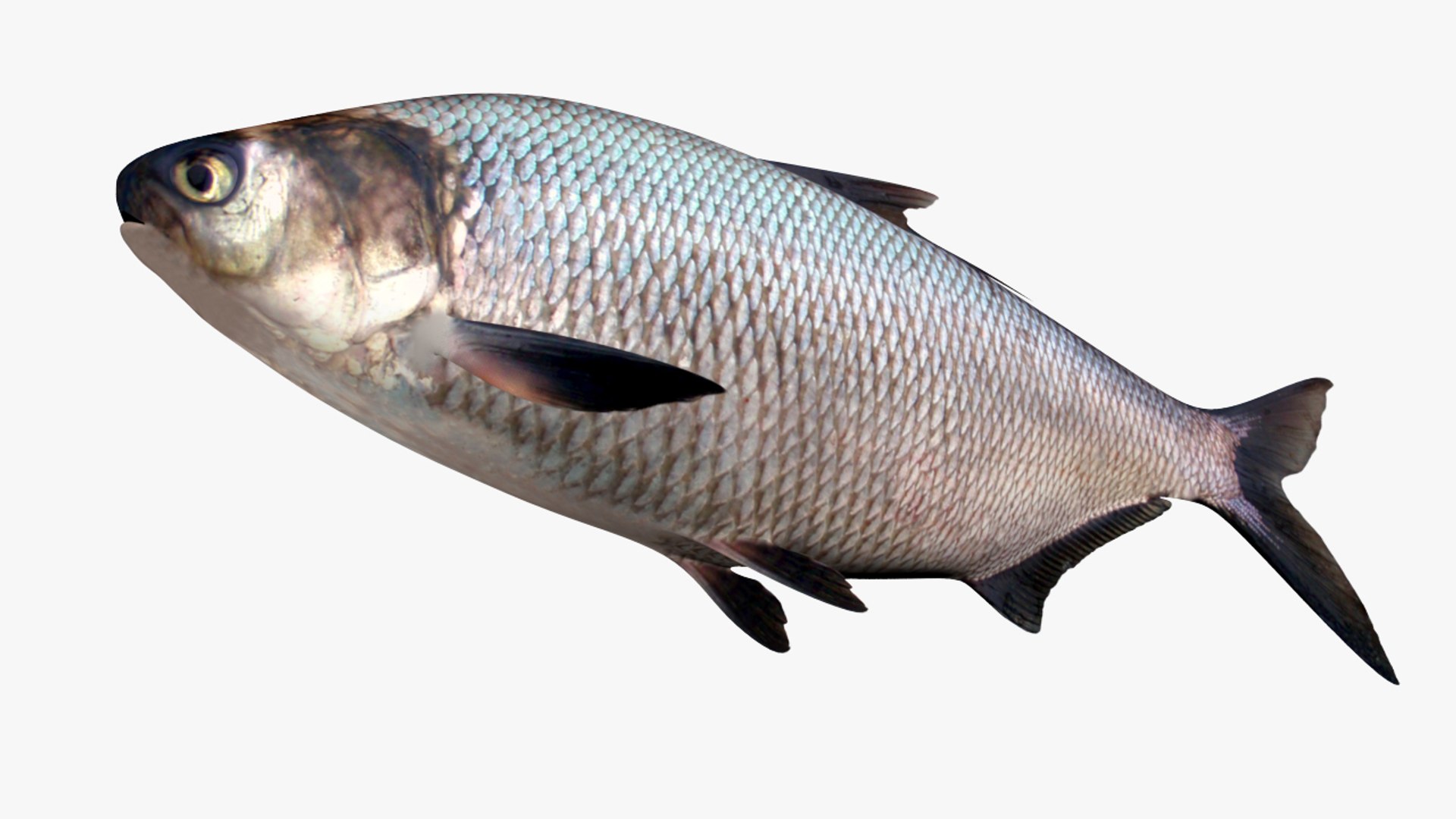 Shad Collection 3D - TurboSquid 1815359