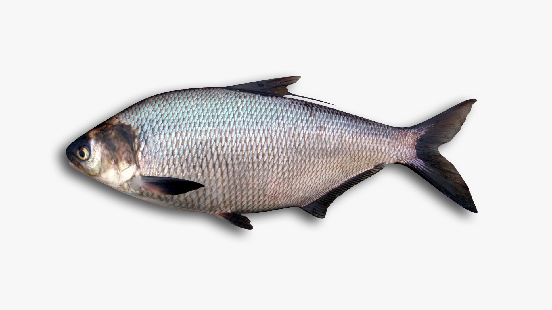 Shad Collection 3D - TurboSquid 1815359