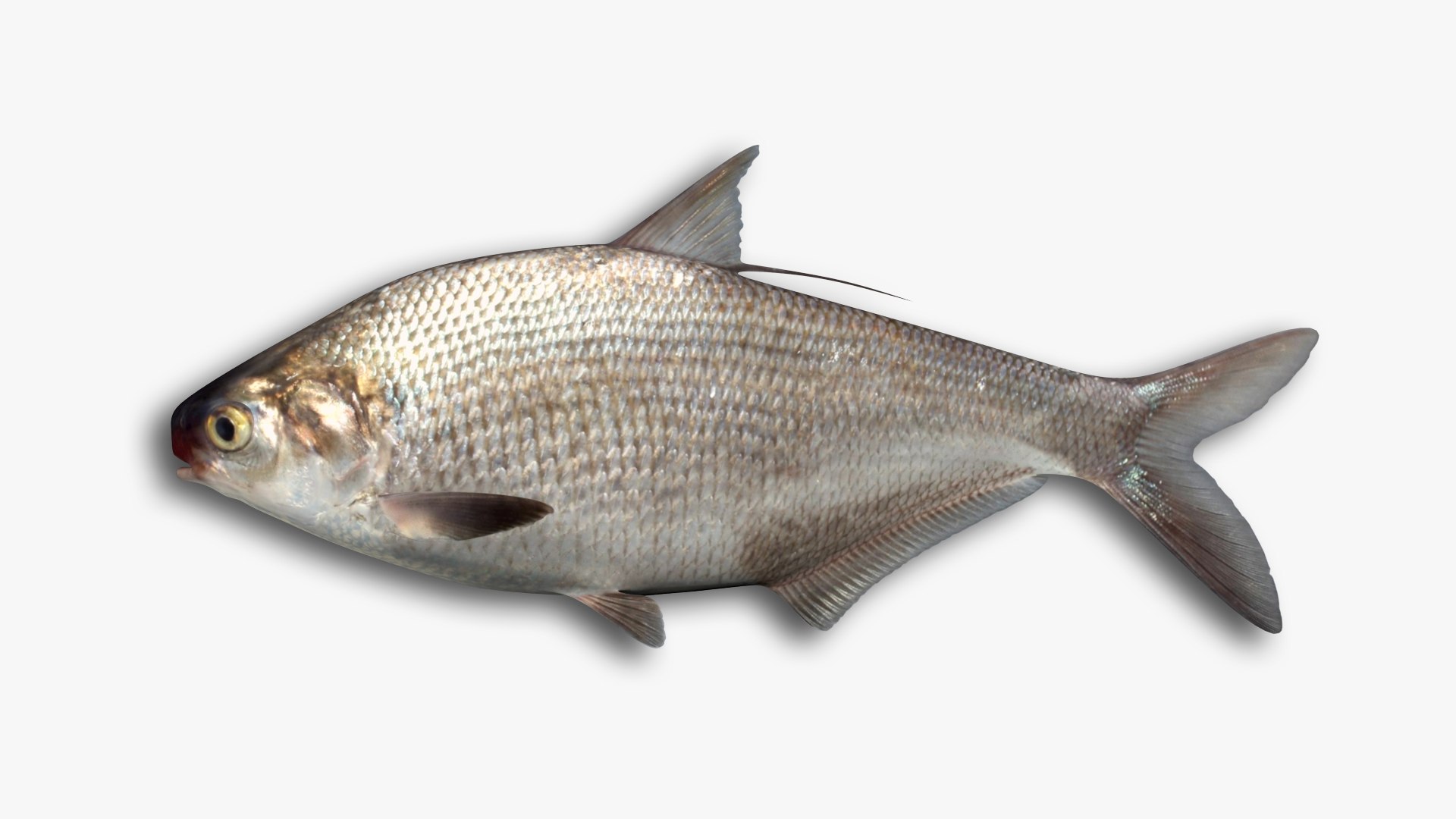 Shad Collection 3D - TurboSquid 1815359