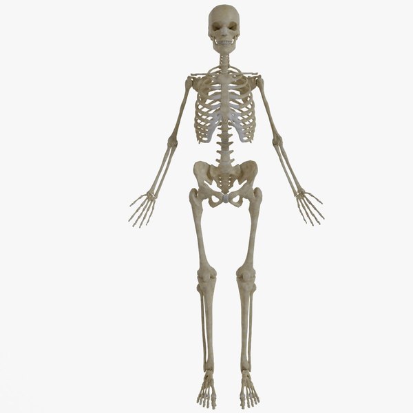 modelo 3d Esqueleto humano - TurboSquid 2113558