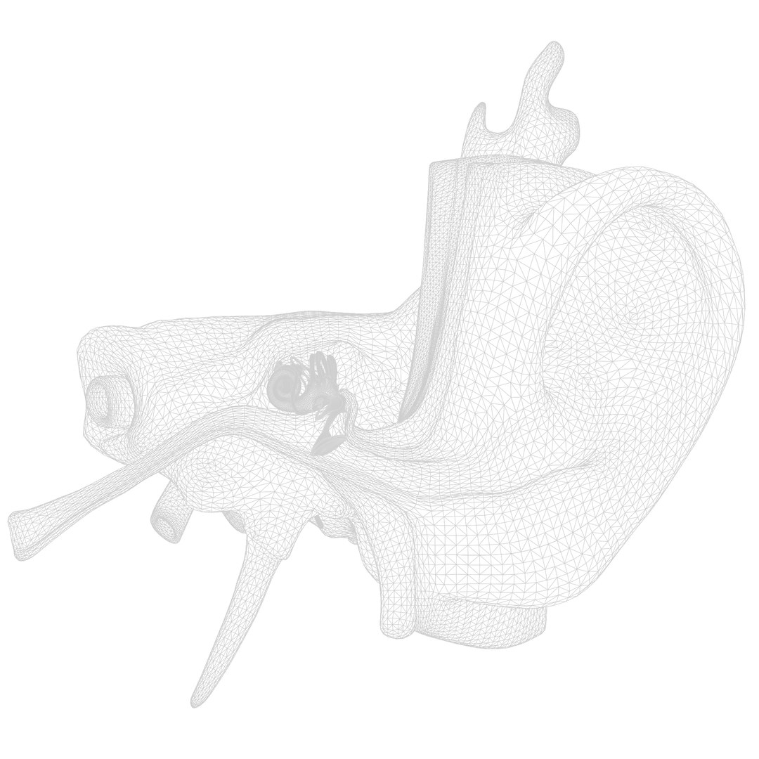 Anatomy Ear 3D Model - TurboSquid 1695870