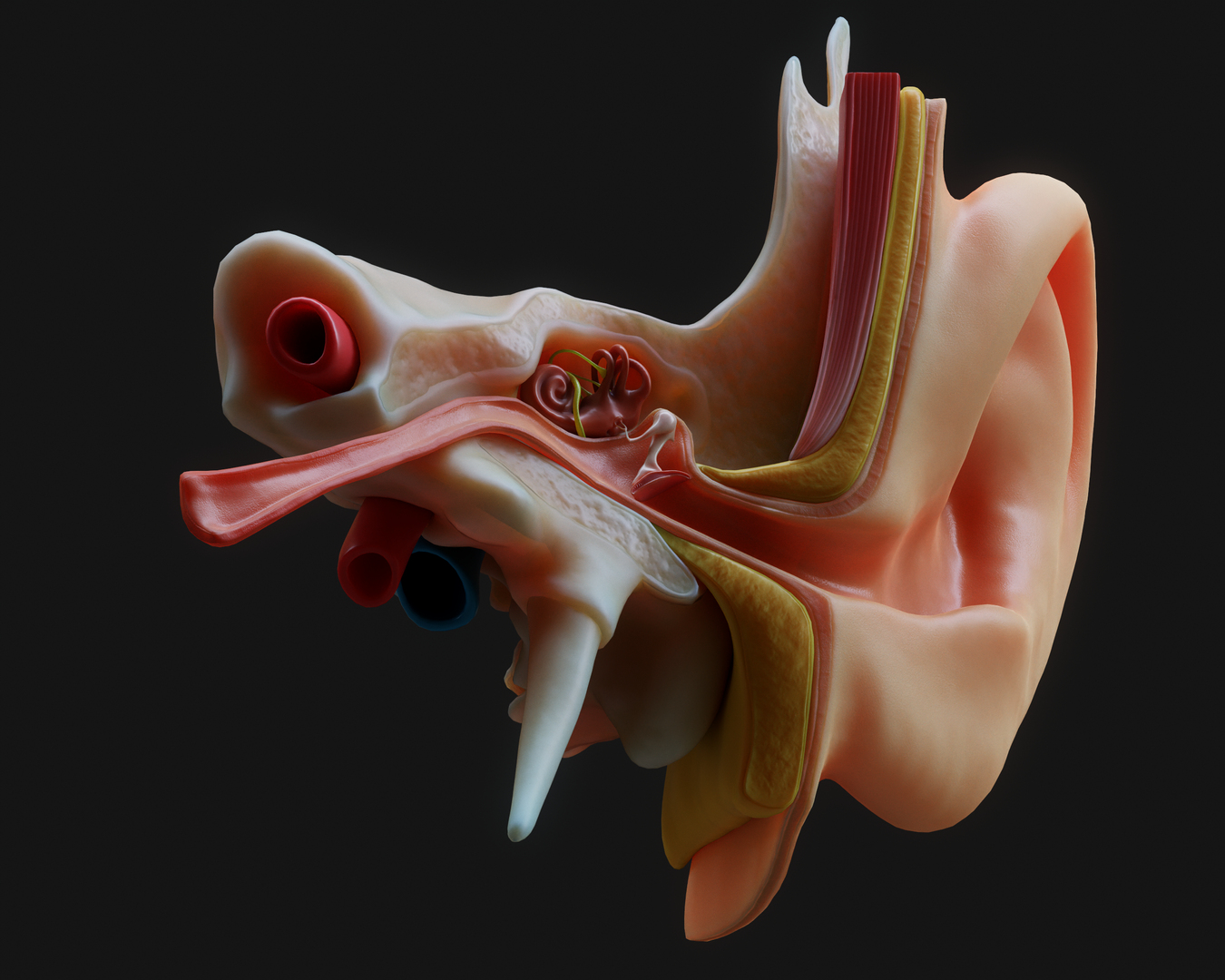 Anatomy ear 3D model - TurboSquid 1695870