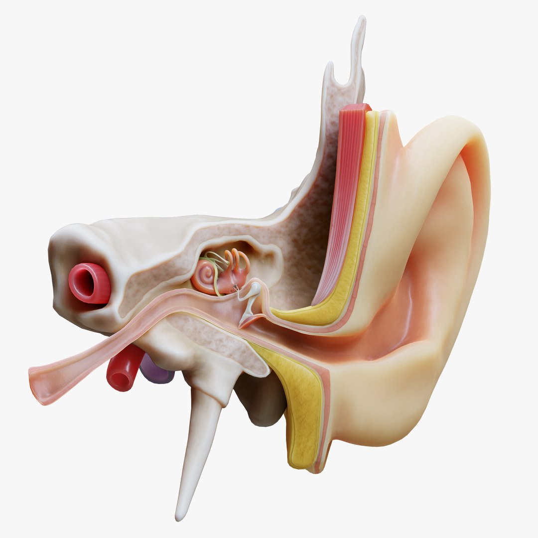 Anatomy Ear 3D Model - TurboSquid 1695870