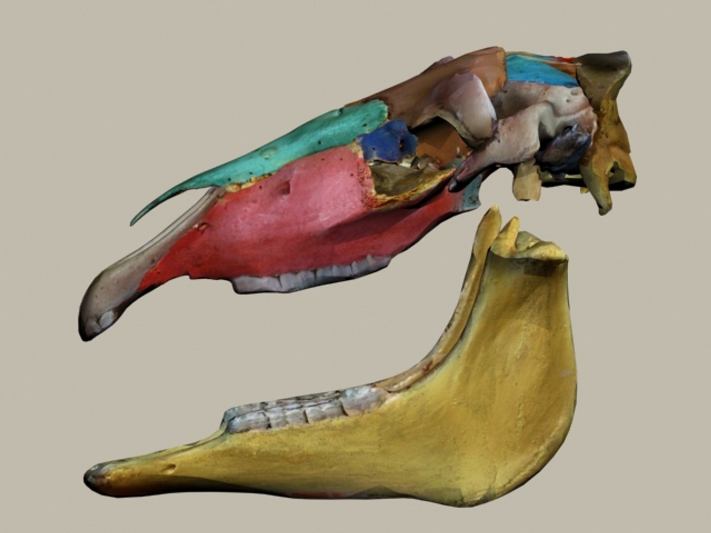 Max Horse Skull
