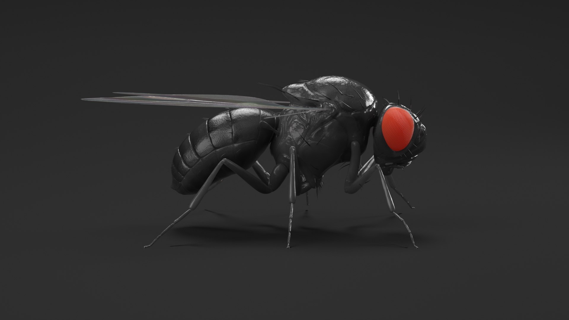 3D Insect Flies Collection - TurboSquid 2407142