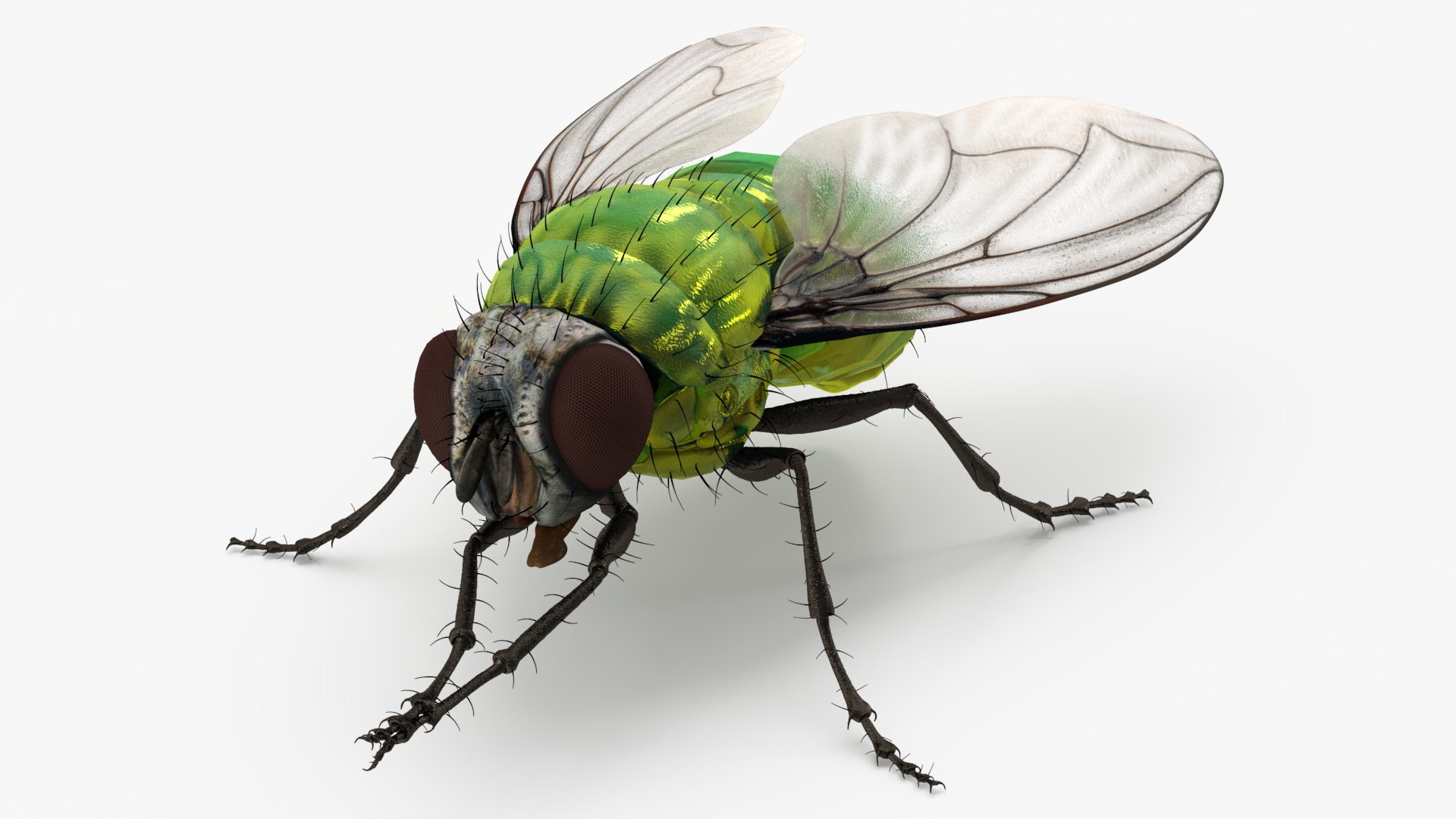 3D Insect Flies Collection - TurboSquid 2407142