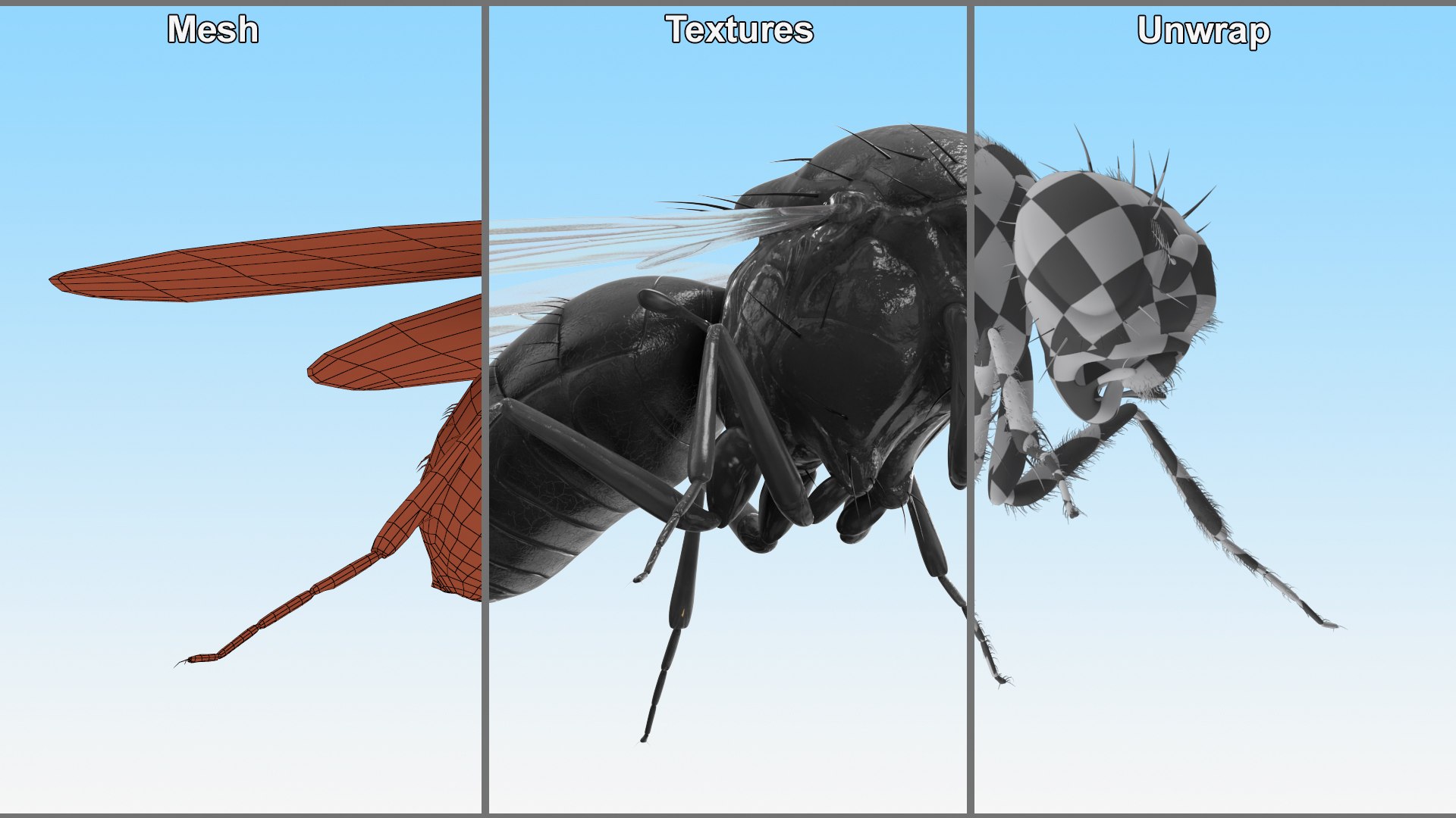 3D Insect Flies Collection - TurboSquid 2407142