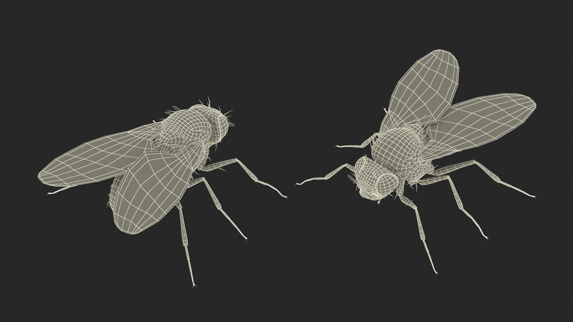 3D Insect Flies Collection - TurboSquid 2407142