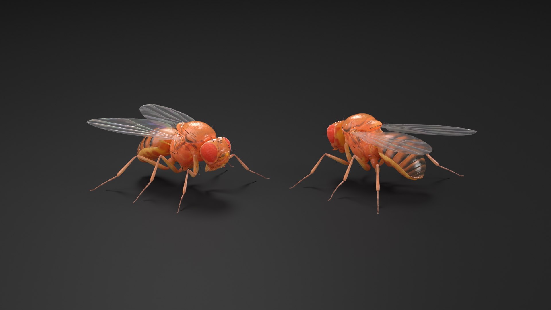 3D Insect Flies Collection - TurboSquid 2407142